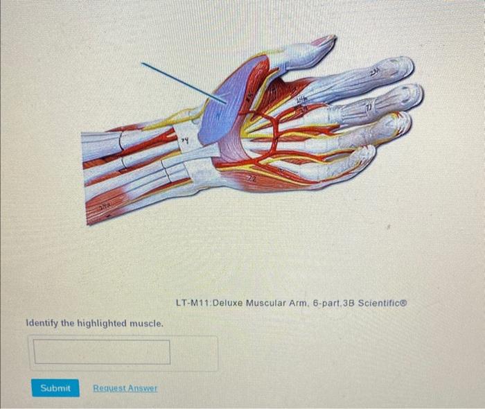 Solved LT-VA16 Life-size Muscle Torso,27-part.3B Scientific | Chegg.com