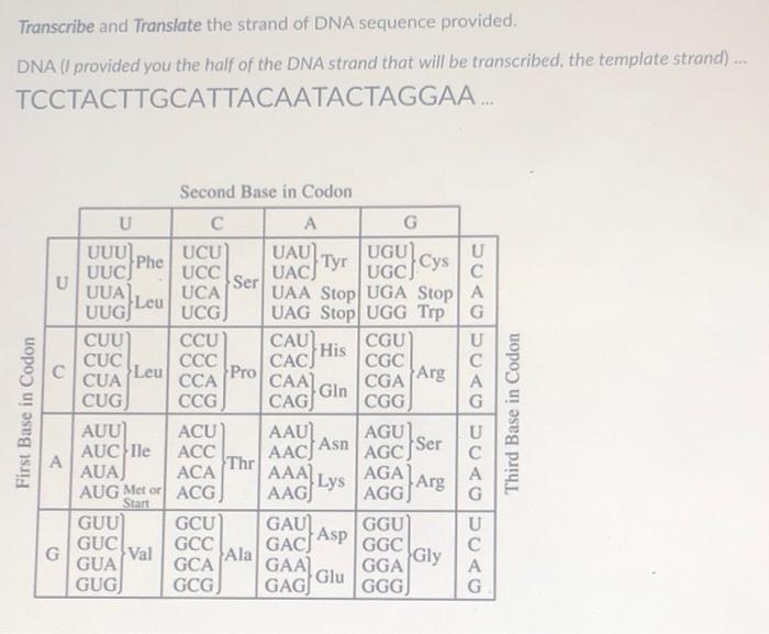 Solved Transcribe and Translate the strand of DNA sequence | Chegg.com