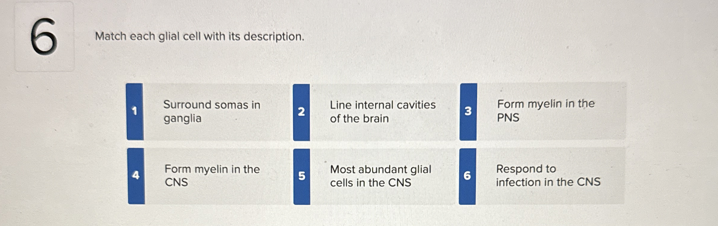 Solved Match each glial cell with its description.1Surround | Chegg.com