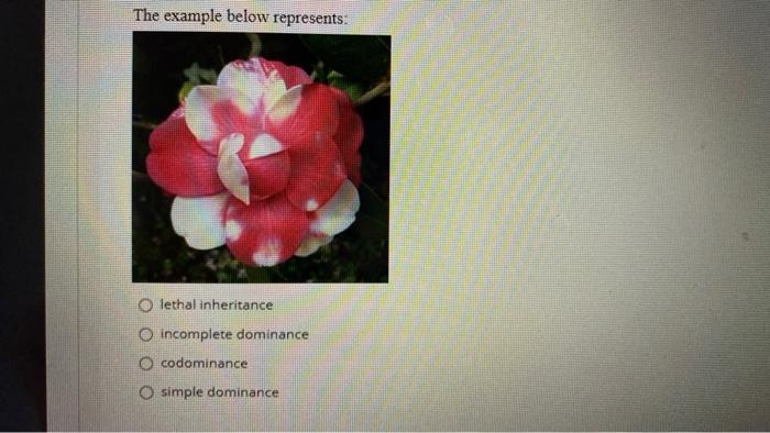 Solved The example below represents: lethal inheritance | Chegg.com