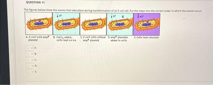 Solved QUESTION 11 The figures below show the events that | Chegg.com
