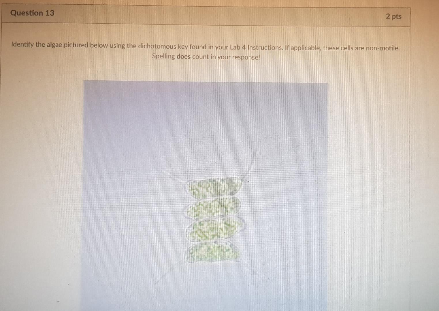 Solved Question 13 2 pts Identify the algae pictured below | Chegg.com