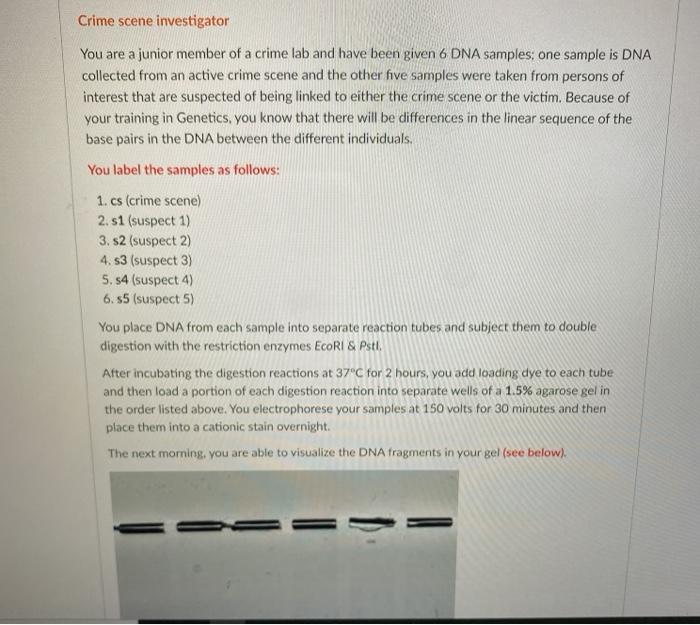 Solved Crime scene investigator You are a junior member of a | Chegg.com