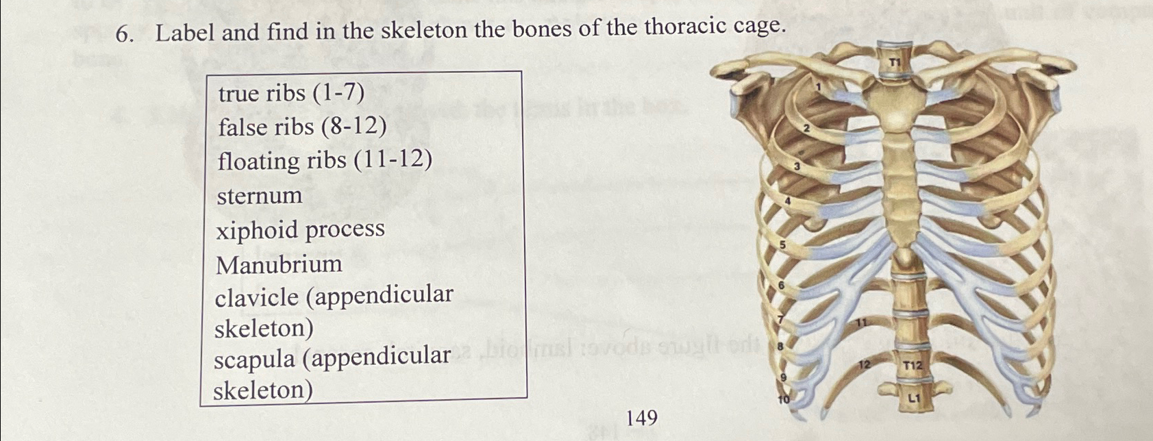 Solved Label and find in the skeleton the bones of the | Chegg.com