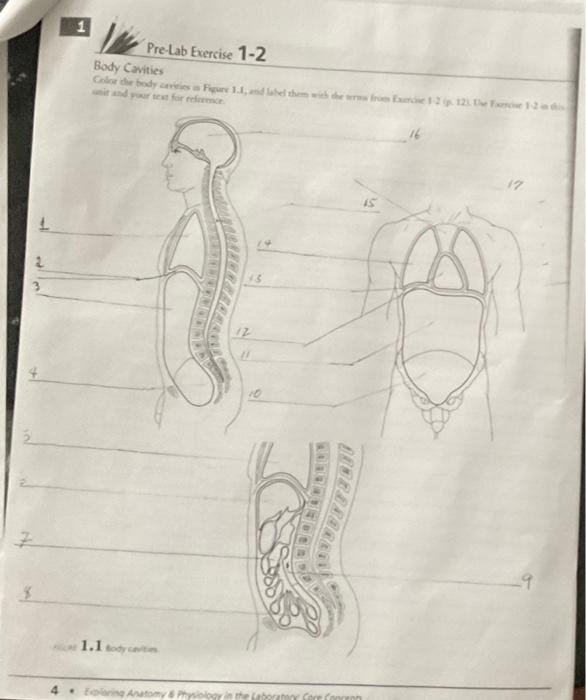 Solved 1 Pre-Lab Exercise 1-2 Body cavities Gol die body as | Chegg.com