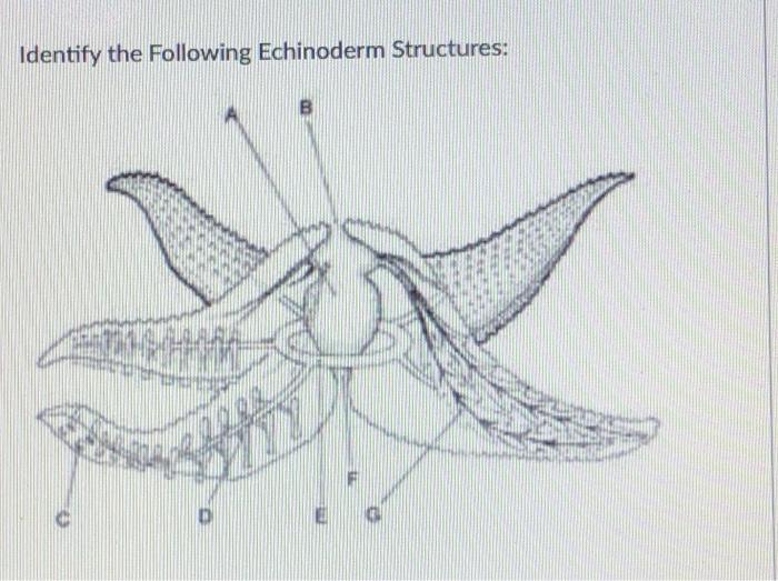 Solved Identify the Following Echinoderm Structures: Mouth | Chegg.com