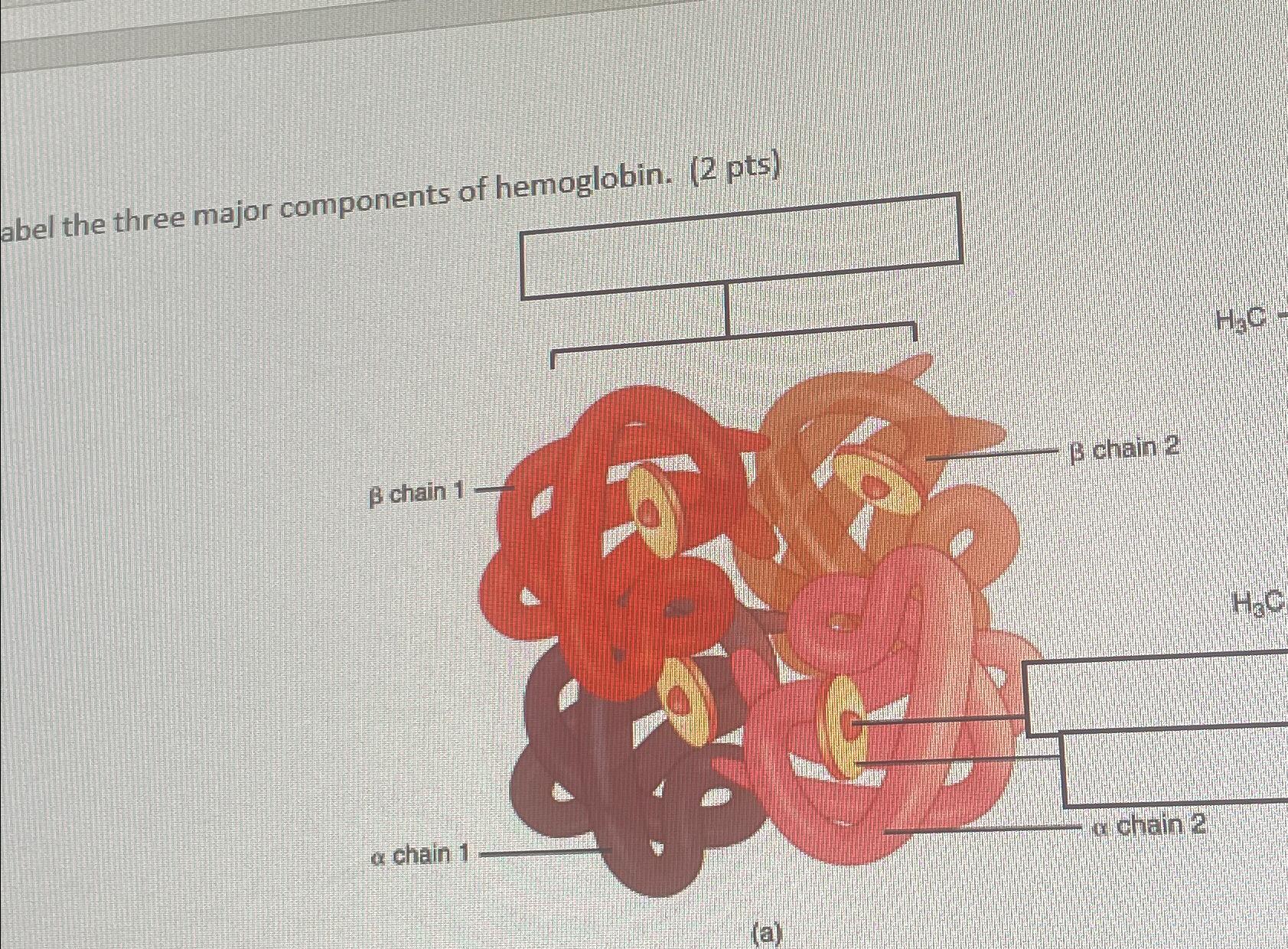 Solved Label the three major components of hemoglobin. (2 | Chegg.com