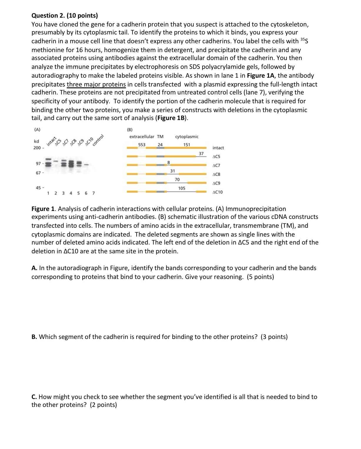 Solved Question 2. (10 ﻿points)You have cloned the gene for | Chegg.com