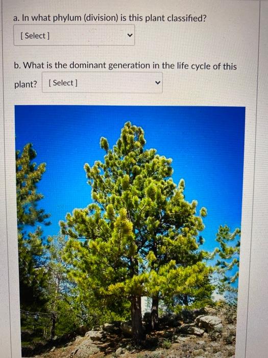 Solved a. In what phylum (division) is this plant | Chegg.com