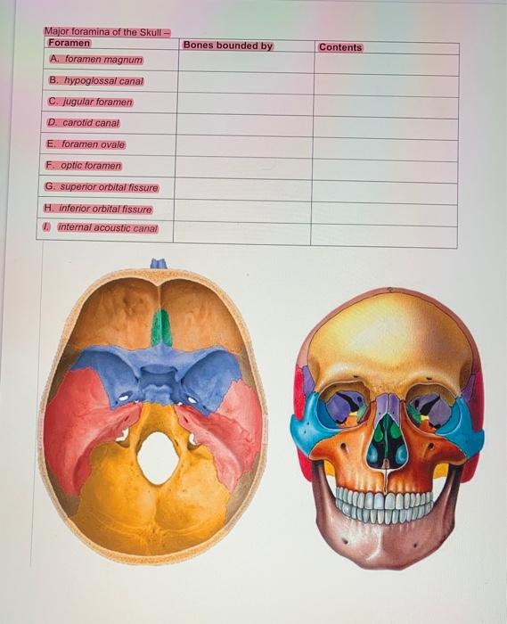 Solved Bones bounded by Contents Major foramina of the Skull | Chegg.com