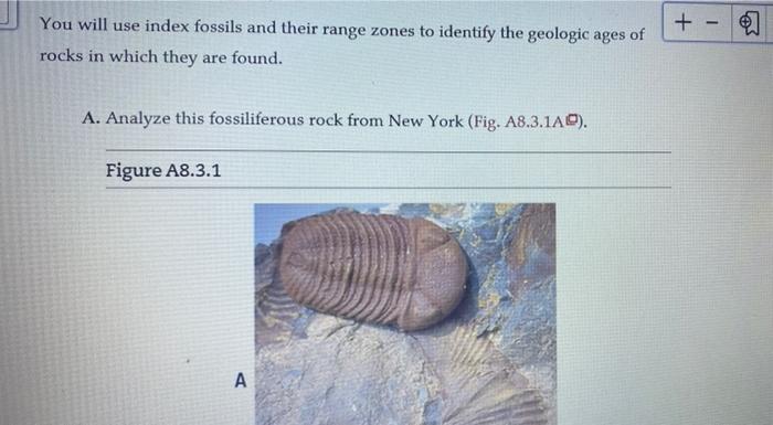 Solved You will use index fossils and their range zones to | Chegg.com
