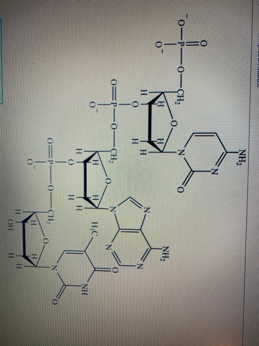 Solved A trinucleotide is shown below. Fill in the 3 | Chegg.com