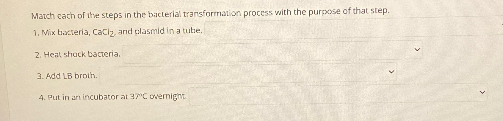 Solved Match each of the steps in the bacterial | Chegg.com