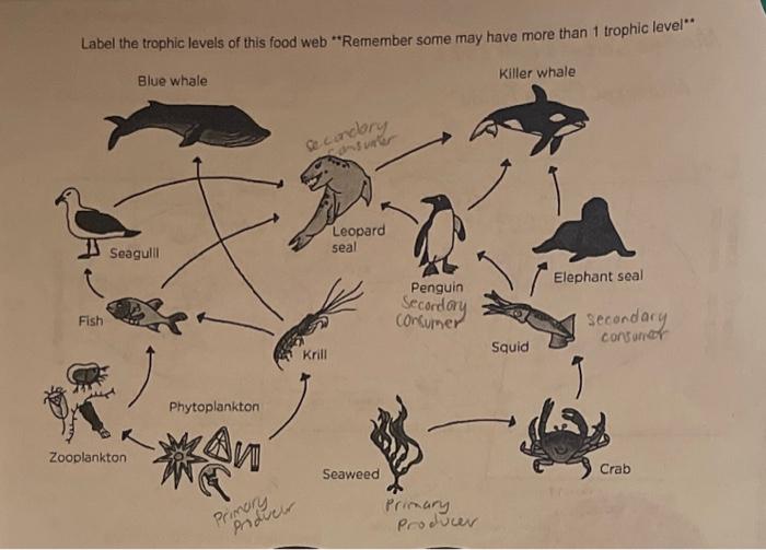 Solved Label the trophic levels of this food web "Remember | Chegg.com