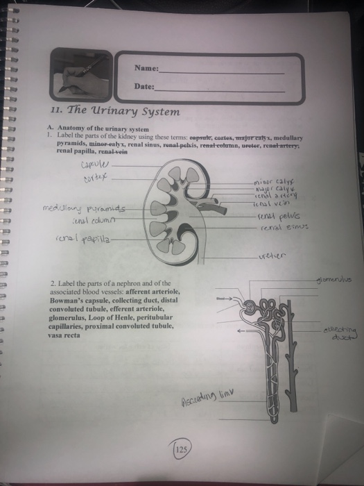 Solved PA Name: Date: 11. The Urinary System A. Anatomy of | Chegg.com