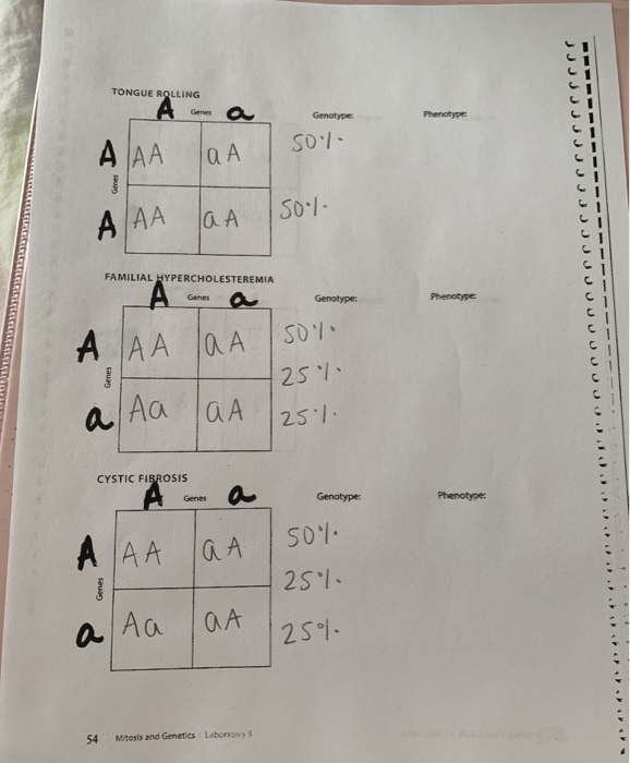 Solved Y T K 2 R J 1 E Н. HAIR COLOR Genotypes Phenotype 257 | Chegg.com