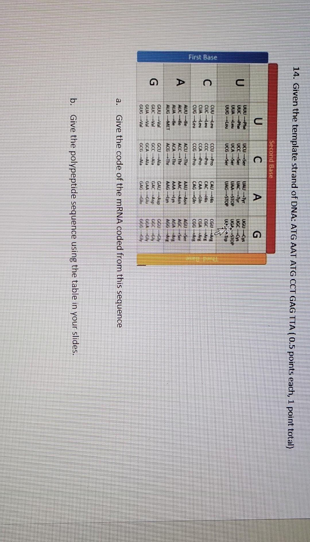 Solved 14. Given the template strand of DNA: ATG AAT ATG CCT | Chegg.com