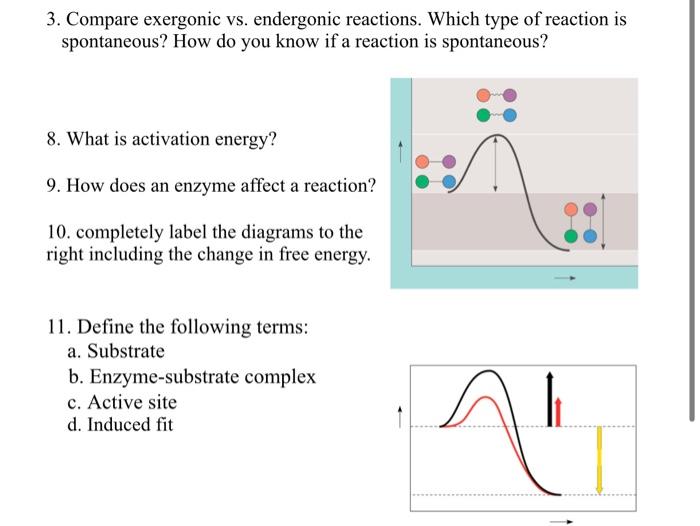Solved 3. Compare exergonic vs. endergonic reactions. Which | Chegg.com