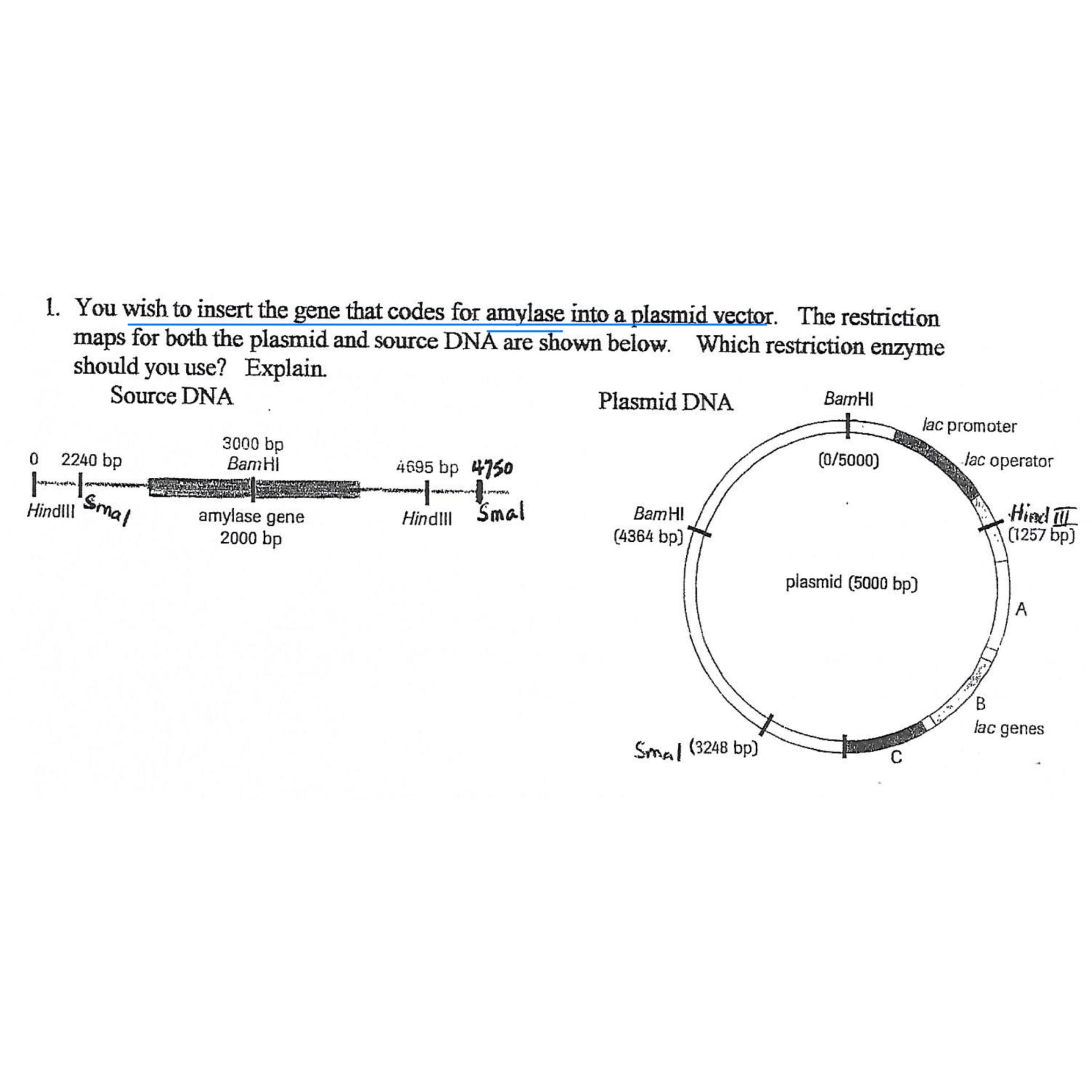 Solved You wish to insert the gene that codes for amylase | Chegg.com
