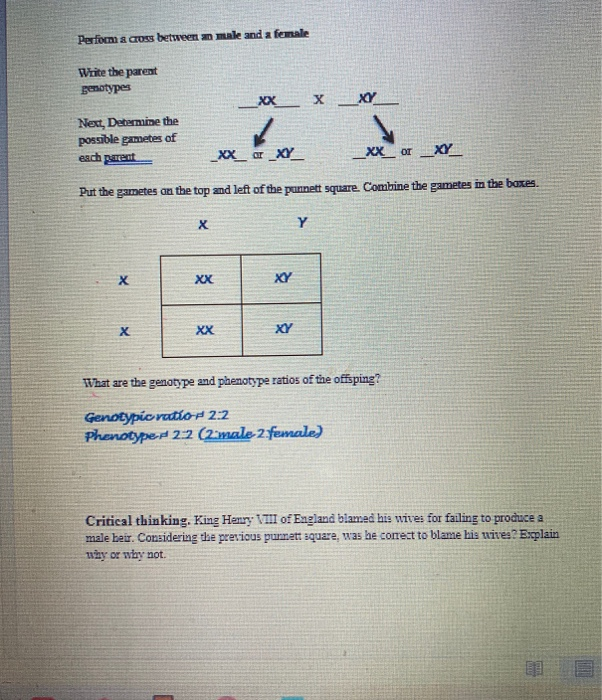 Solved 7. Labrador Retrievers - Dihybrid Cross The coat | Chegg.com