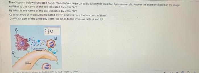 Solved The diagram below illustrated ADCC model when large | Chegg.com