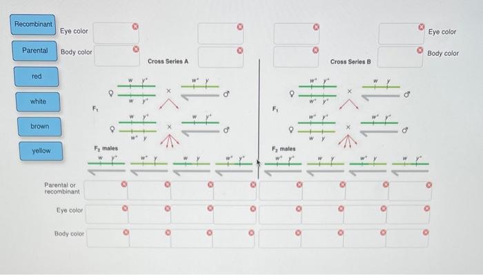 Solved In Drosophila, alternate alleles of an X-linked gene | Chegg.com