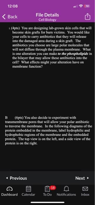 Solved 1. (4pts) You are designing lab-grown skin cells that | Chegg.com