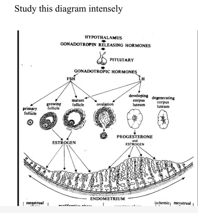 Solved Study this diagram intensely | Chegg.com