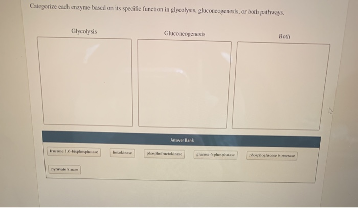 Solved Categorize each enzyme based on its specific function | Chegg.com