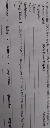 Solved b. Indicate the DNA base triplet and tRNA anticodons | Chegg.com