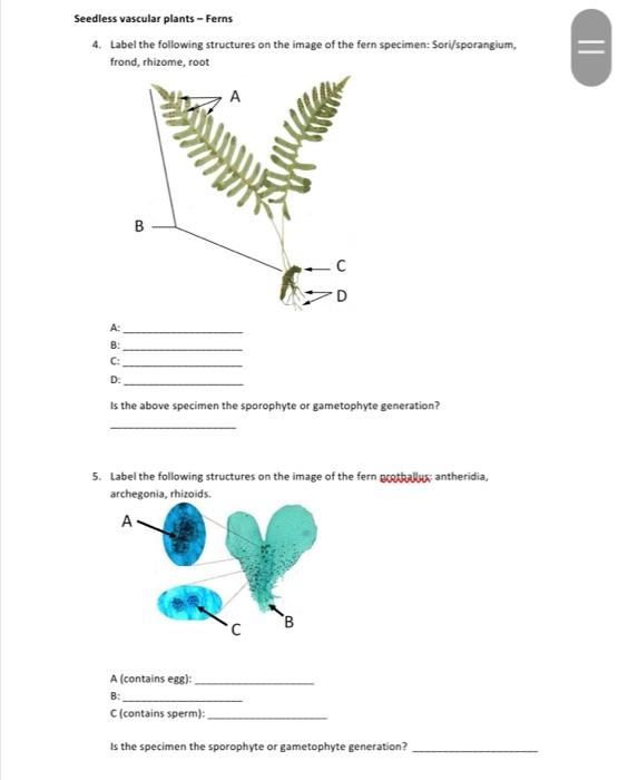 Solved Seedless vascular plants - Ferns 4. Label the | Chegg.com