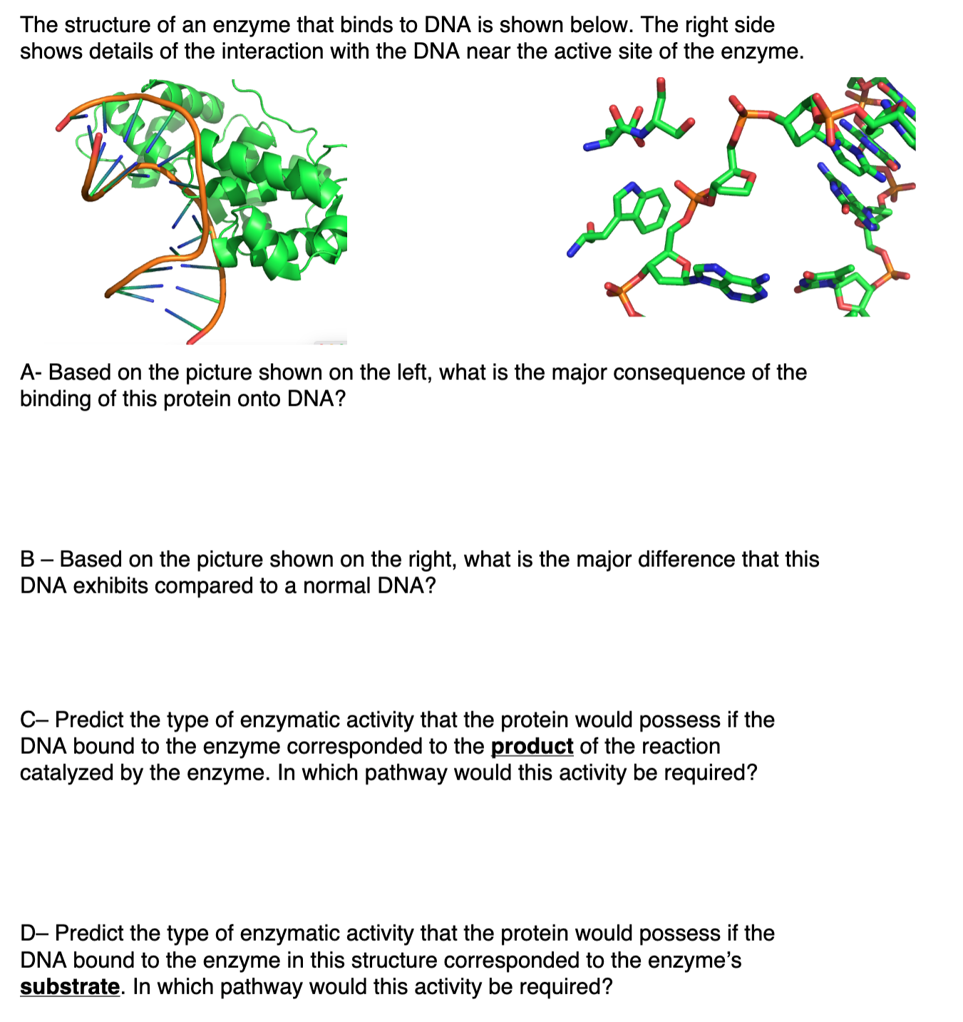 The structure of an enzyme that binds to DNA is shown | Chegg.com