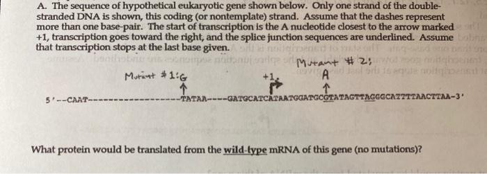 Solved A. The sequence of hypothetical eukaryotic gene shown | Chegg.com