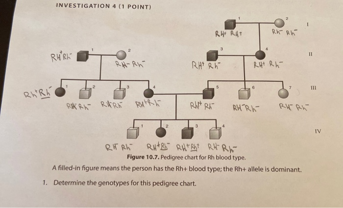 Solved INVESTIGATION 4 (1 POINT) 2 RH+ RAT RhRh 2 3 II RHERK | Chegg.com