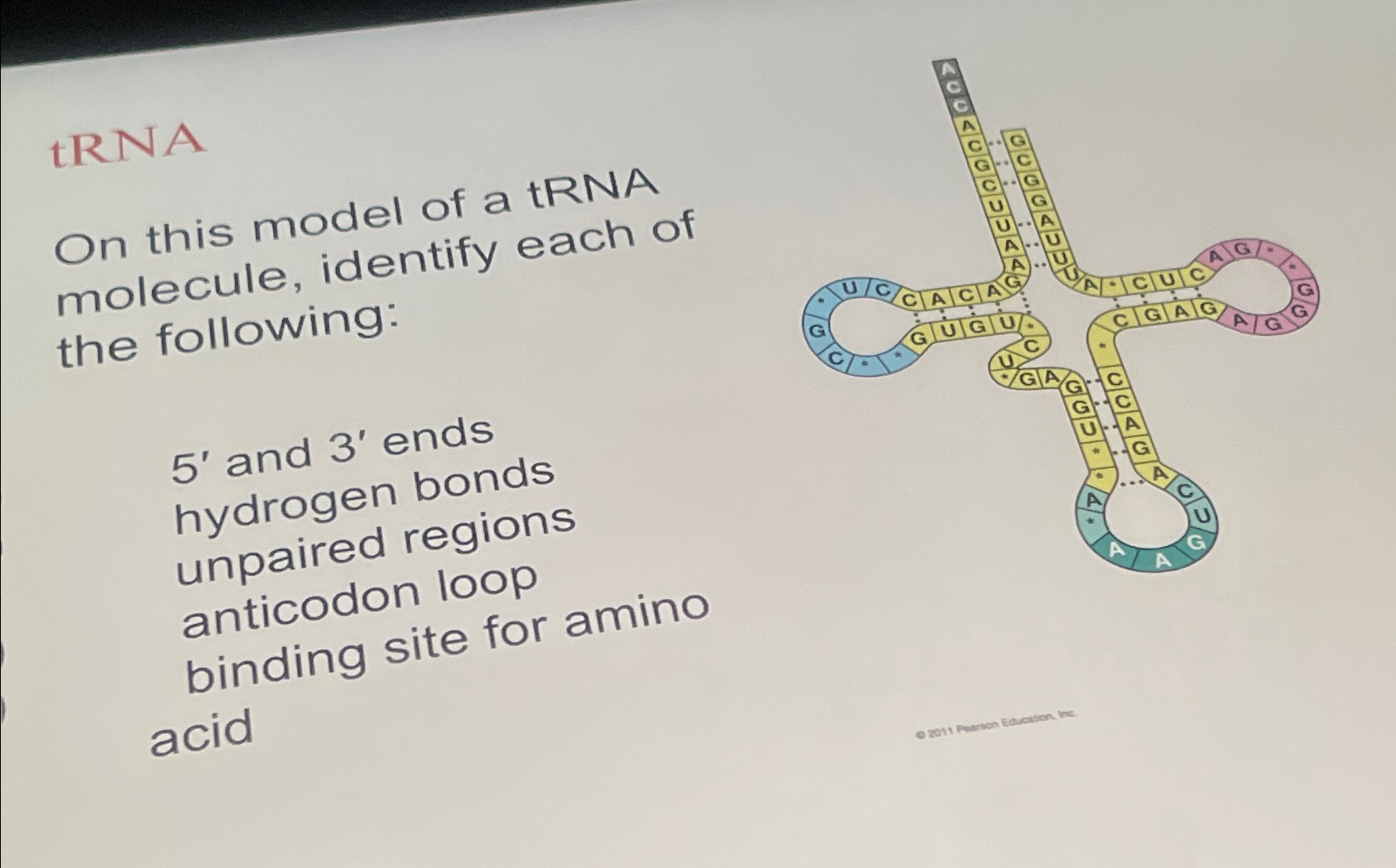 Solved tRNAOn this model of a tRNA molecule, identify each | Chegg.com