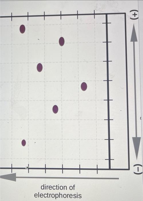 Solved This is an image of a 2D gel. The proteins in the | Chegg.com