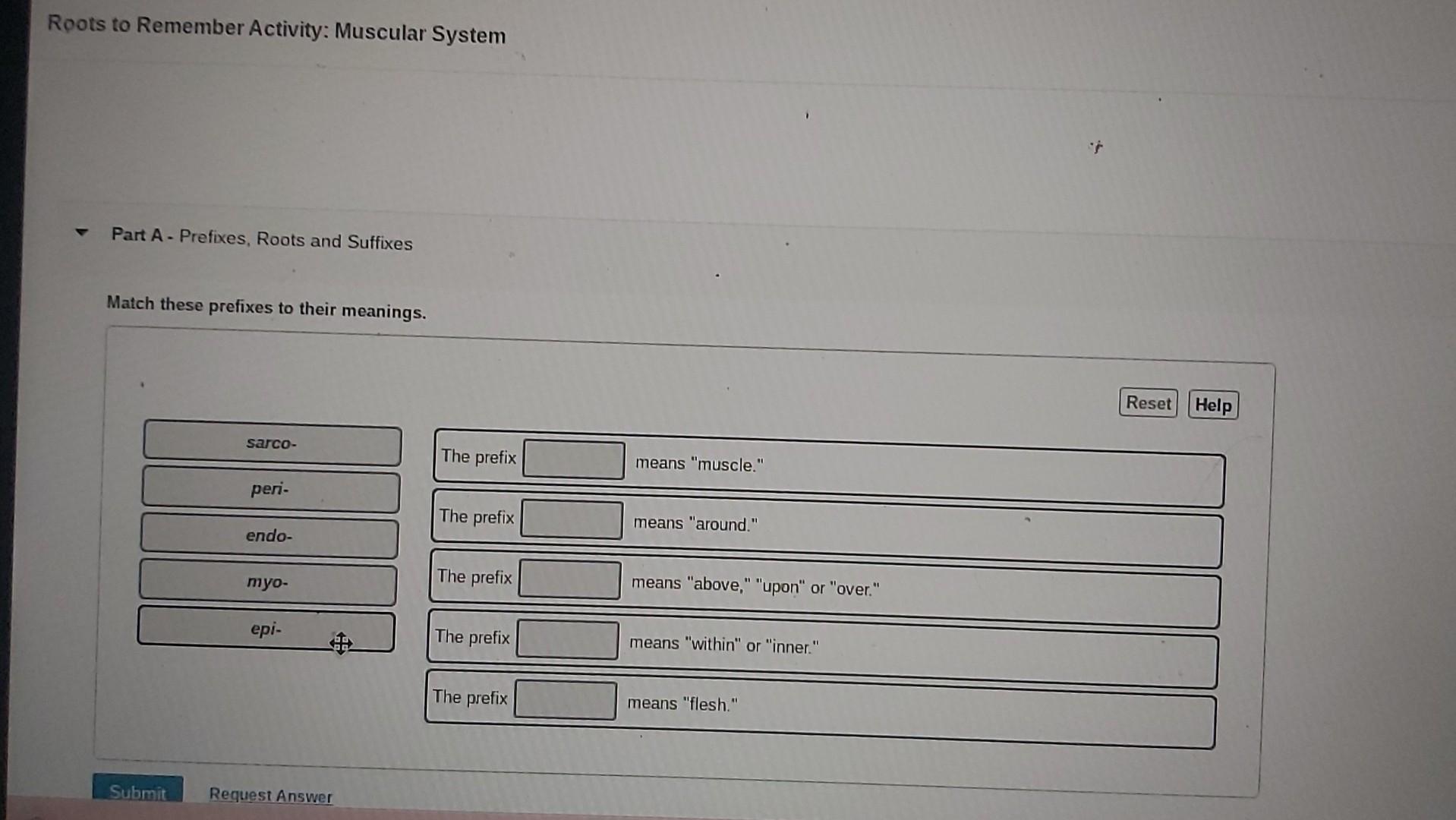 Solved Roots to Remember Activity: Muscular System Part A - | Chegg.com