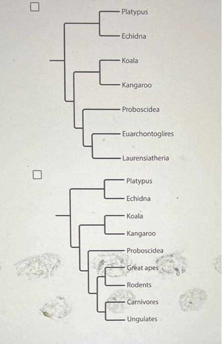Solved The phylogenetic tree shows a simplified hypothesis | Chegg.com