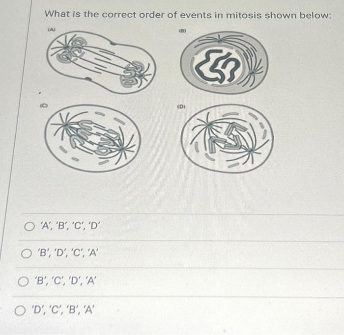 Solved What is the correct order of events in mitosis shown | Chegg.com