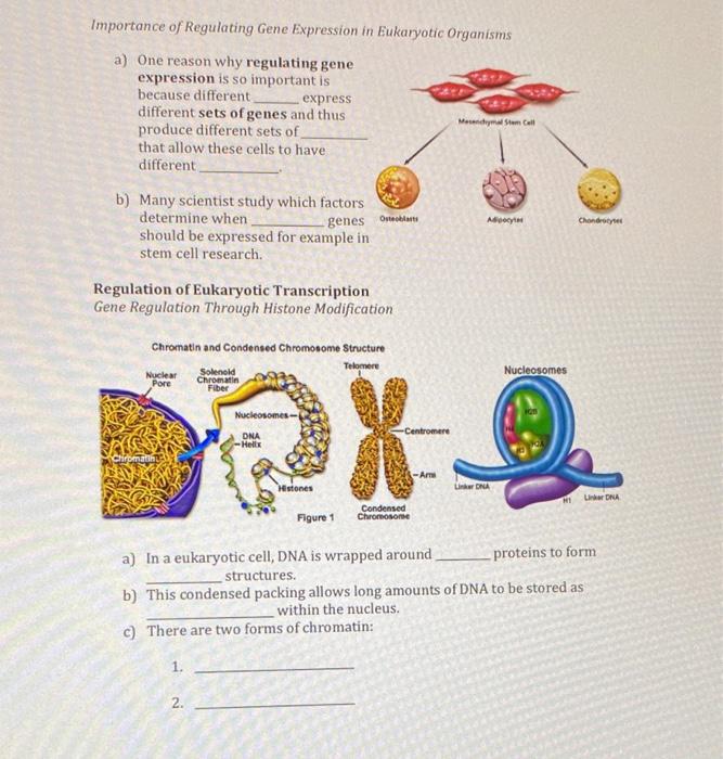 Solved Importance of Regulating Gene Expression in | Chegg.com
