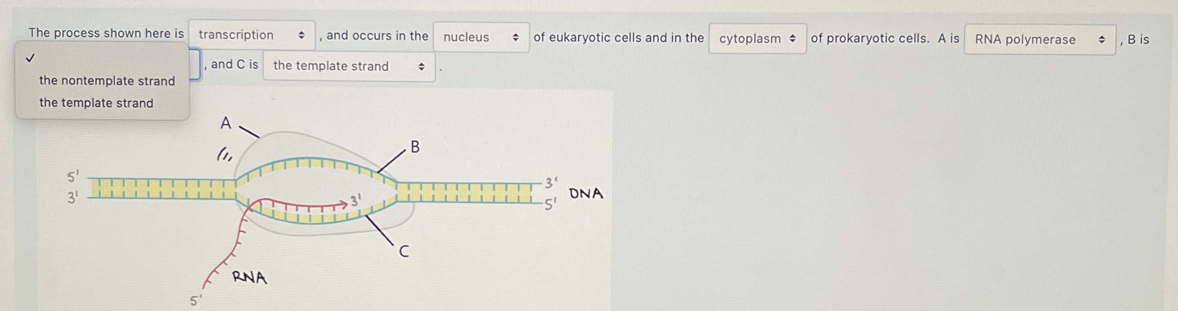 Solved The process shown here is transcription hat(**), ﻿and | Chegg.com