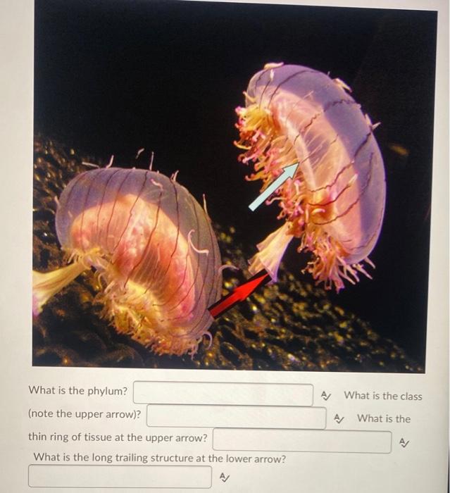 Solved A What is the class What is the phylum? (note the | Chegg.com