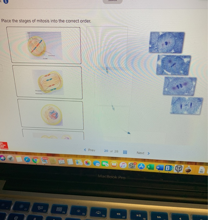 Solved Place the stages of mitosis into the correct order.