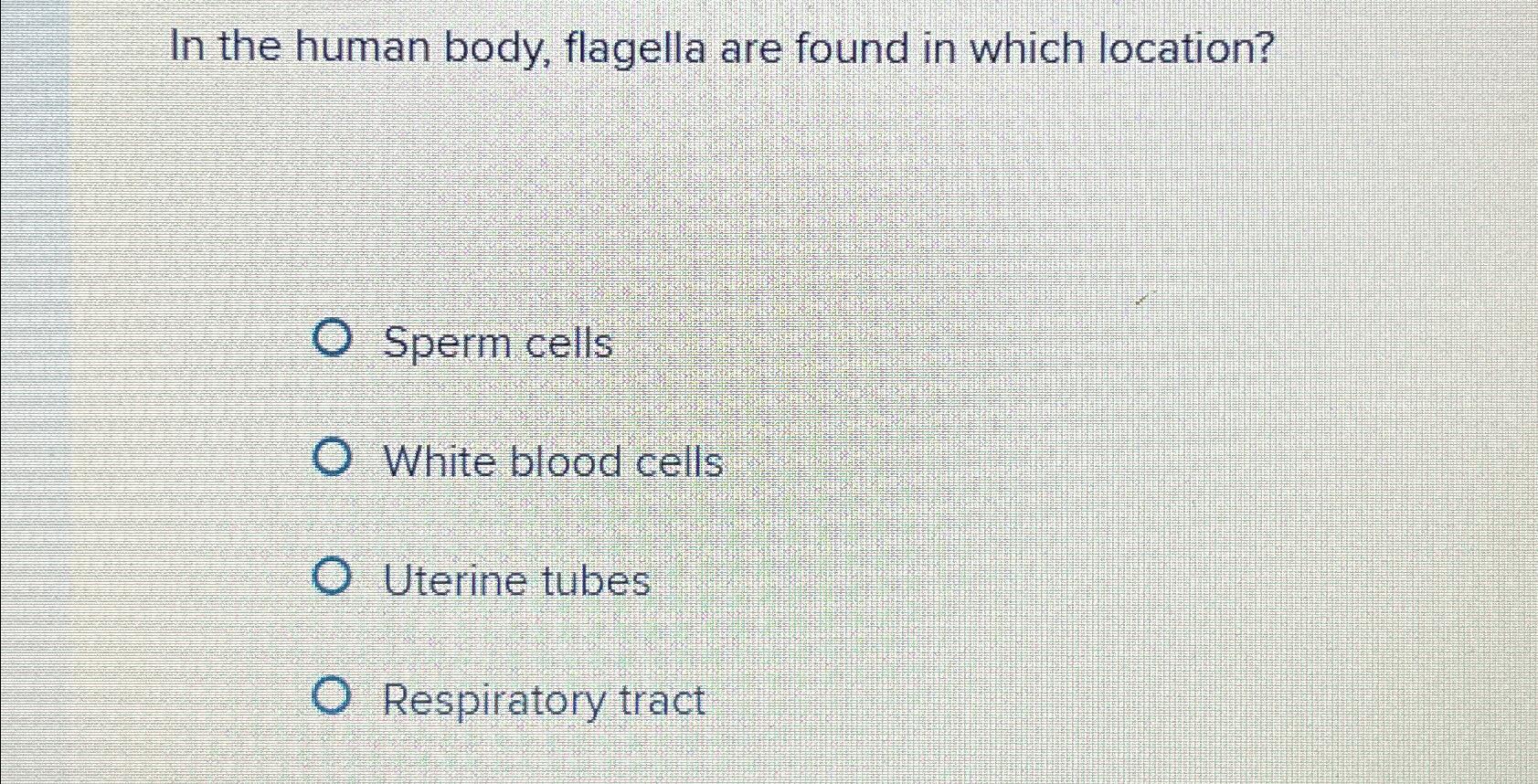 Solved In the human body, flagella are found in which | Chegg.com