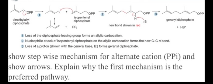 Solved OPP overcomp z w opp z u OPP OPP OPP isopentenyl | Chegg.com ...