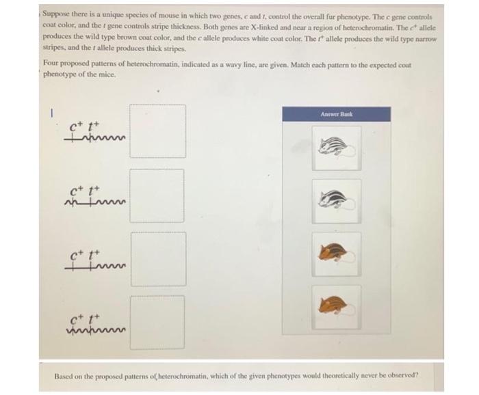 Suppose there is a unique species of mouse in which | Chegg.com