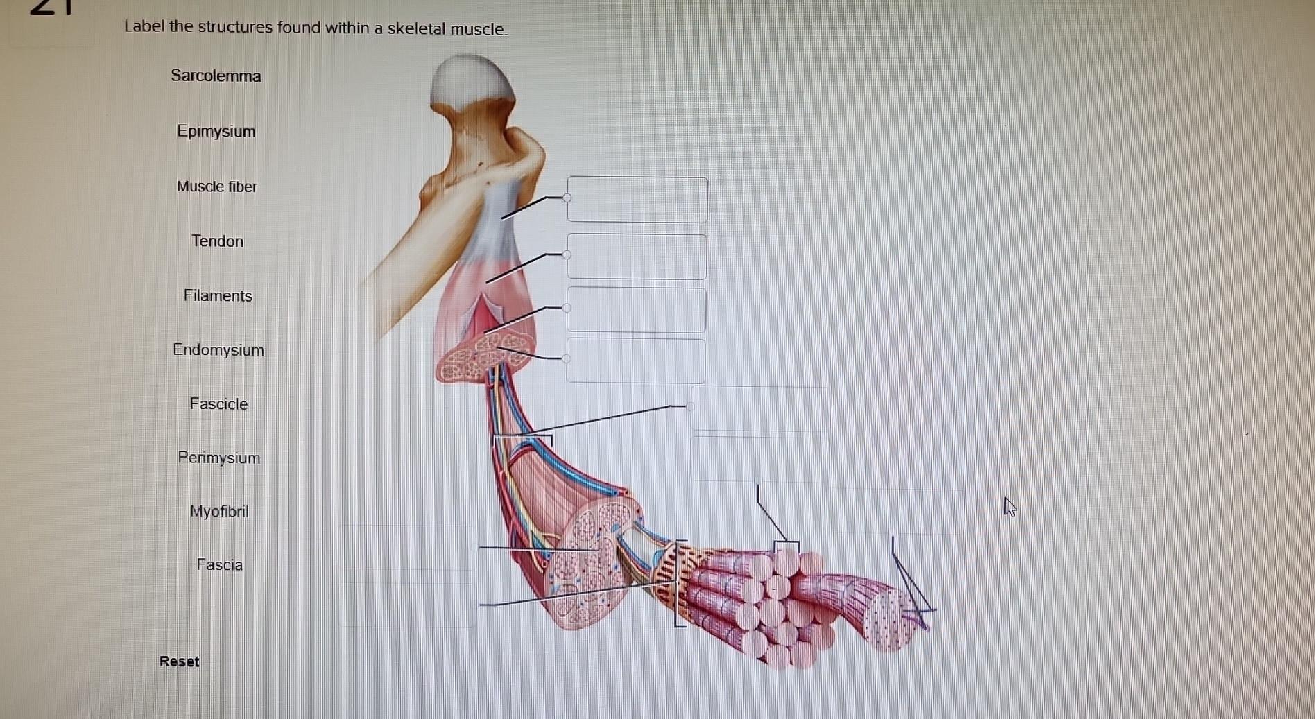 Solved Label the structures found within a skeletal muscle. | Chegg.com