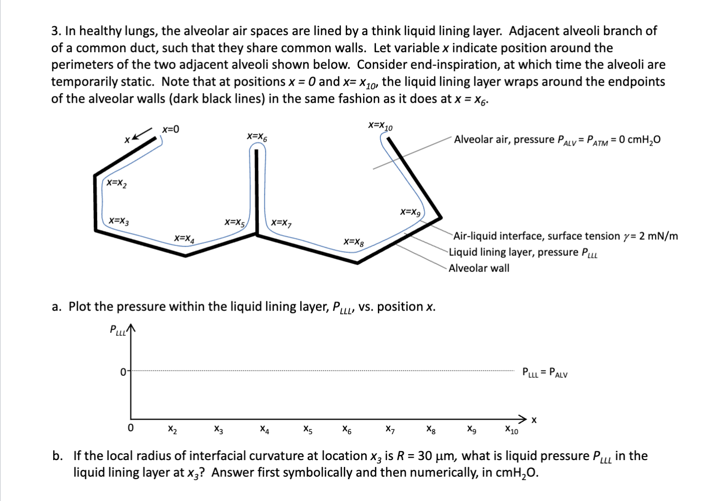 Solved 3. ﻿In healthy lungs, the alveolar air spaces are | Chegg.com