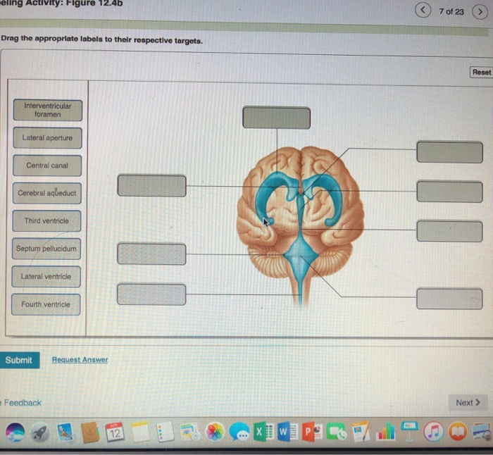 Solved meling Activity: Figure 12.4b 70123 Drag the | Chegg.com