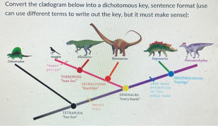 Solved Convert the cladogram below into a dichotomous key, | Chegg.com